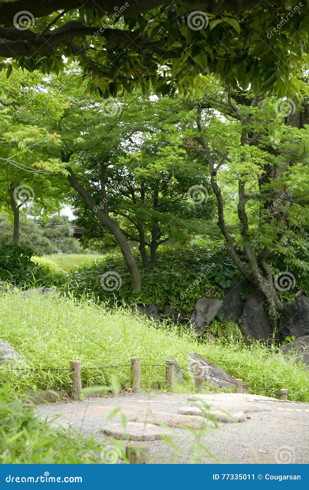 Tree, Stone Road in Japanese Zen Garden Stock Image - Image of trees ...