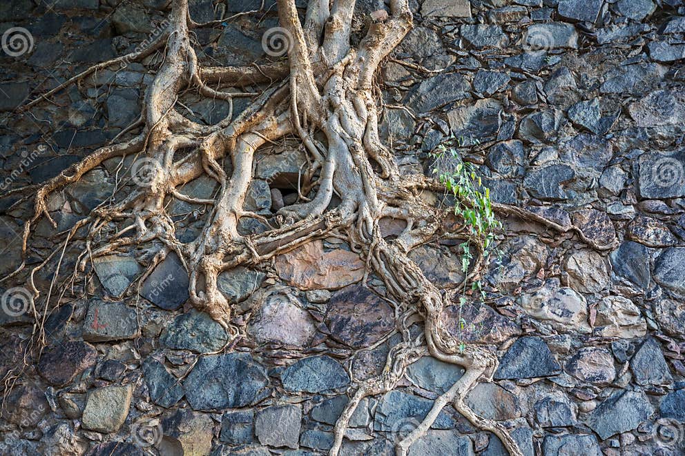 Tree in stone stock photo. Image of tree, power, plant - 270480758