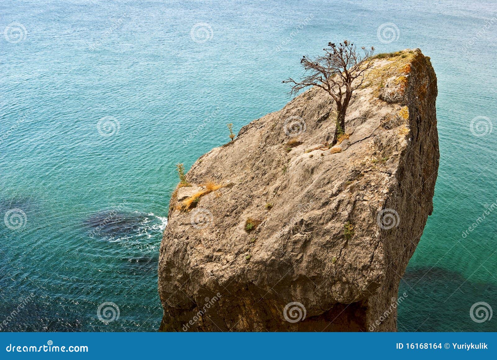 Tree on a stone in a sea stock photo. Image of tree, barrel - 16168164