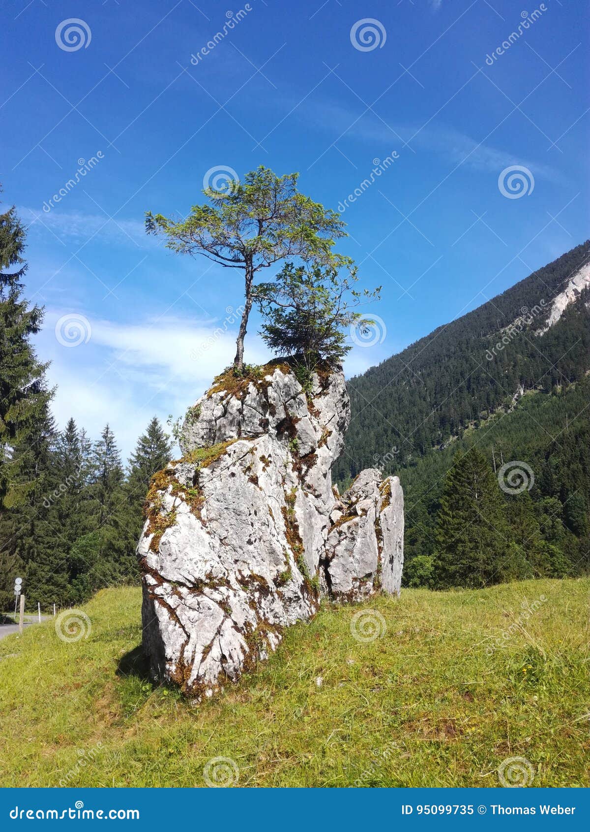 Tree on stone stock image. Image of tree, stone, plants - 95099735