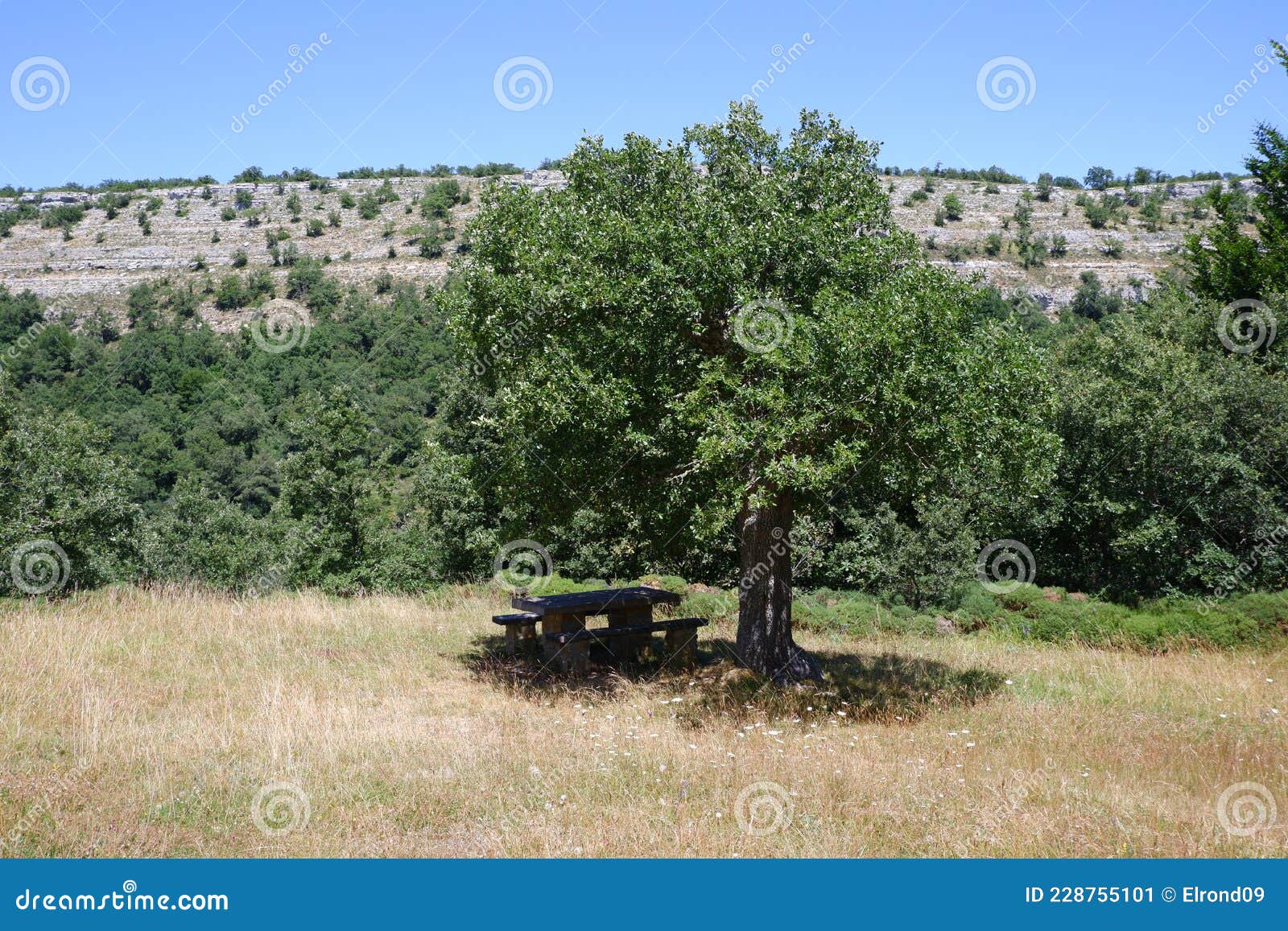 Tree with a Stone Table in the Forest Stock Image - Image of green ...