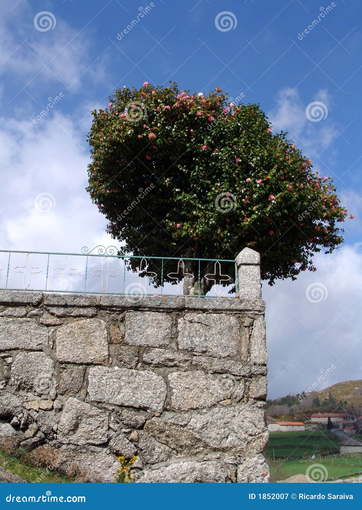 Tree and stone wall stock image. Image of journey, empty - 1852007