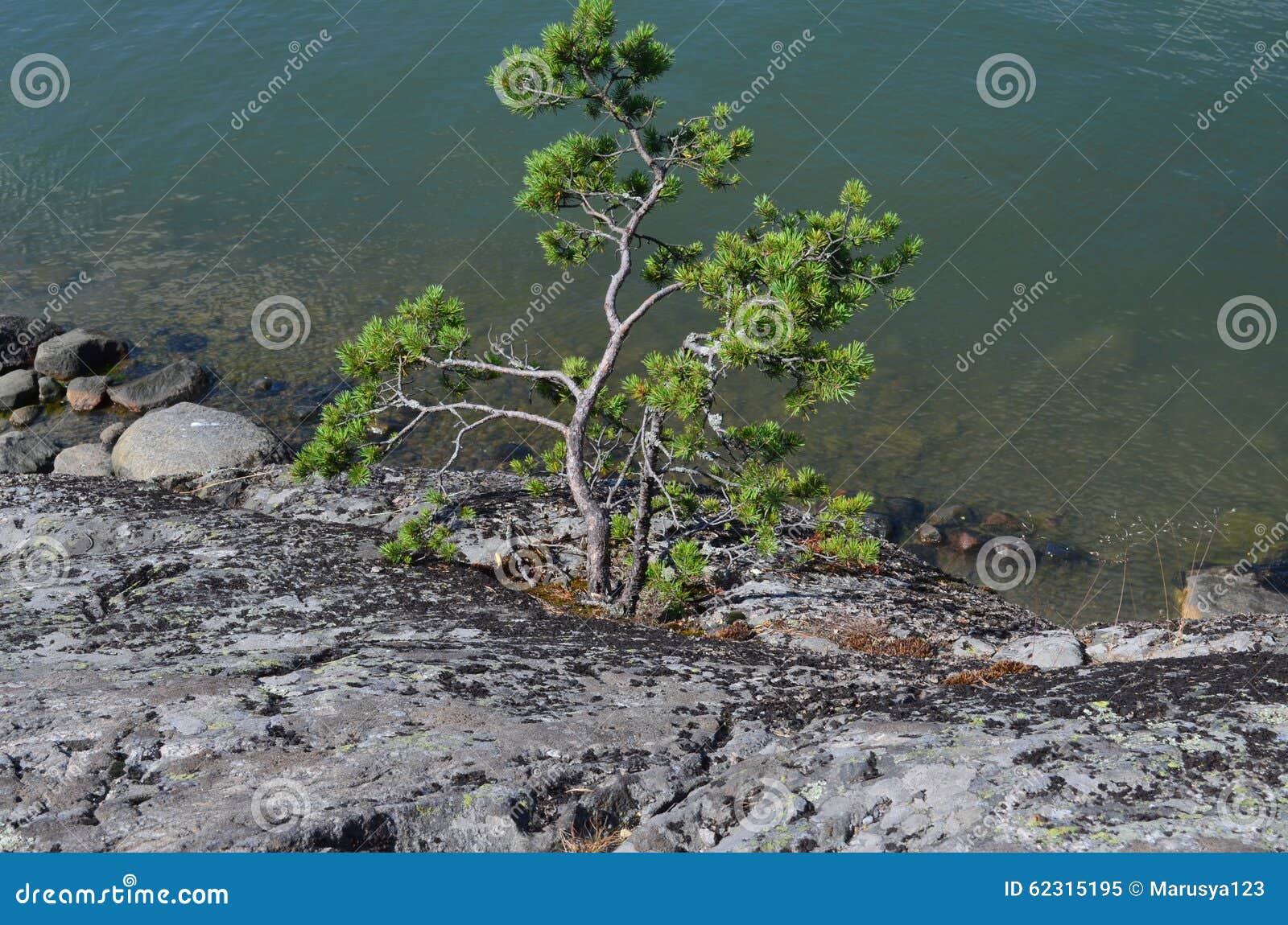 Tree on the stones stock image. Image of landscape, travel - 62315195