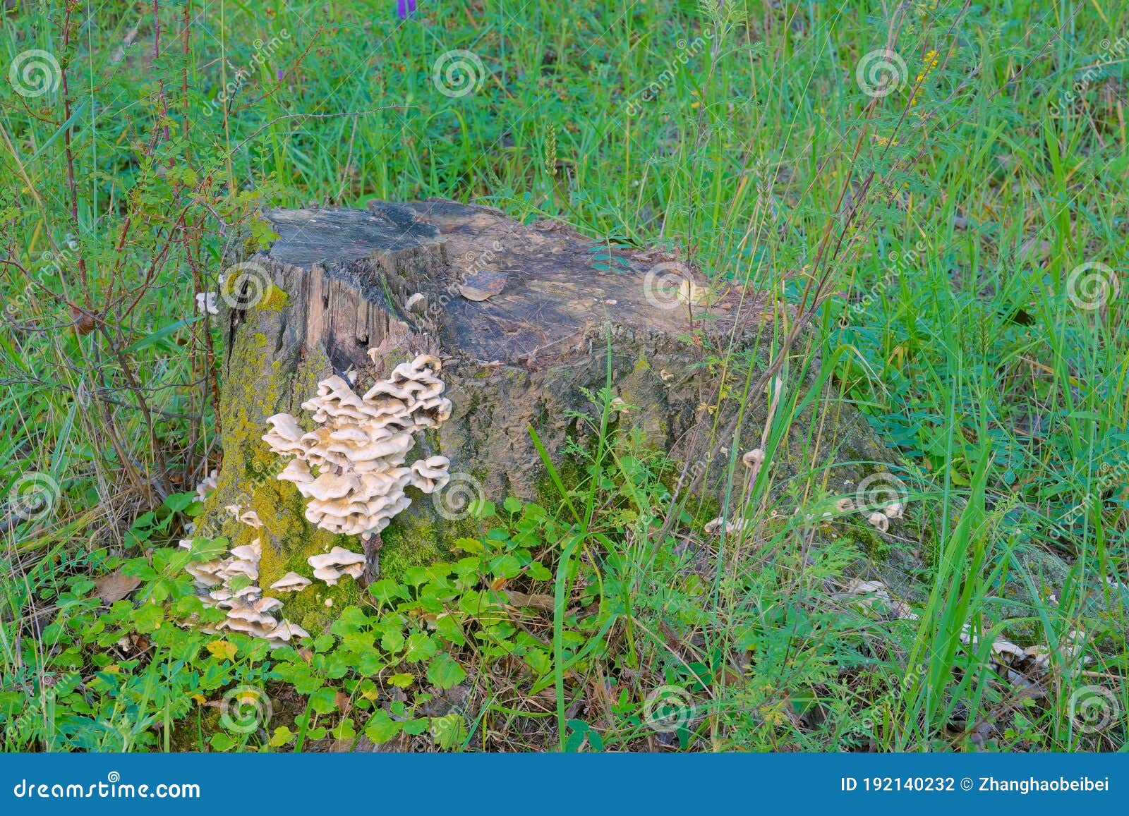 Tree stool and wild fungi stock photo. Image of trunk - 192140232