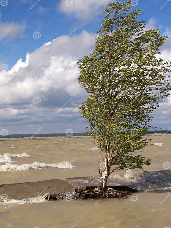 Tree in storm stock photo. Image of house, damaged, nature - 7597034