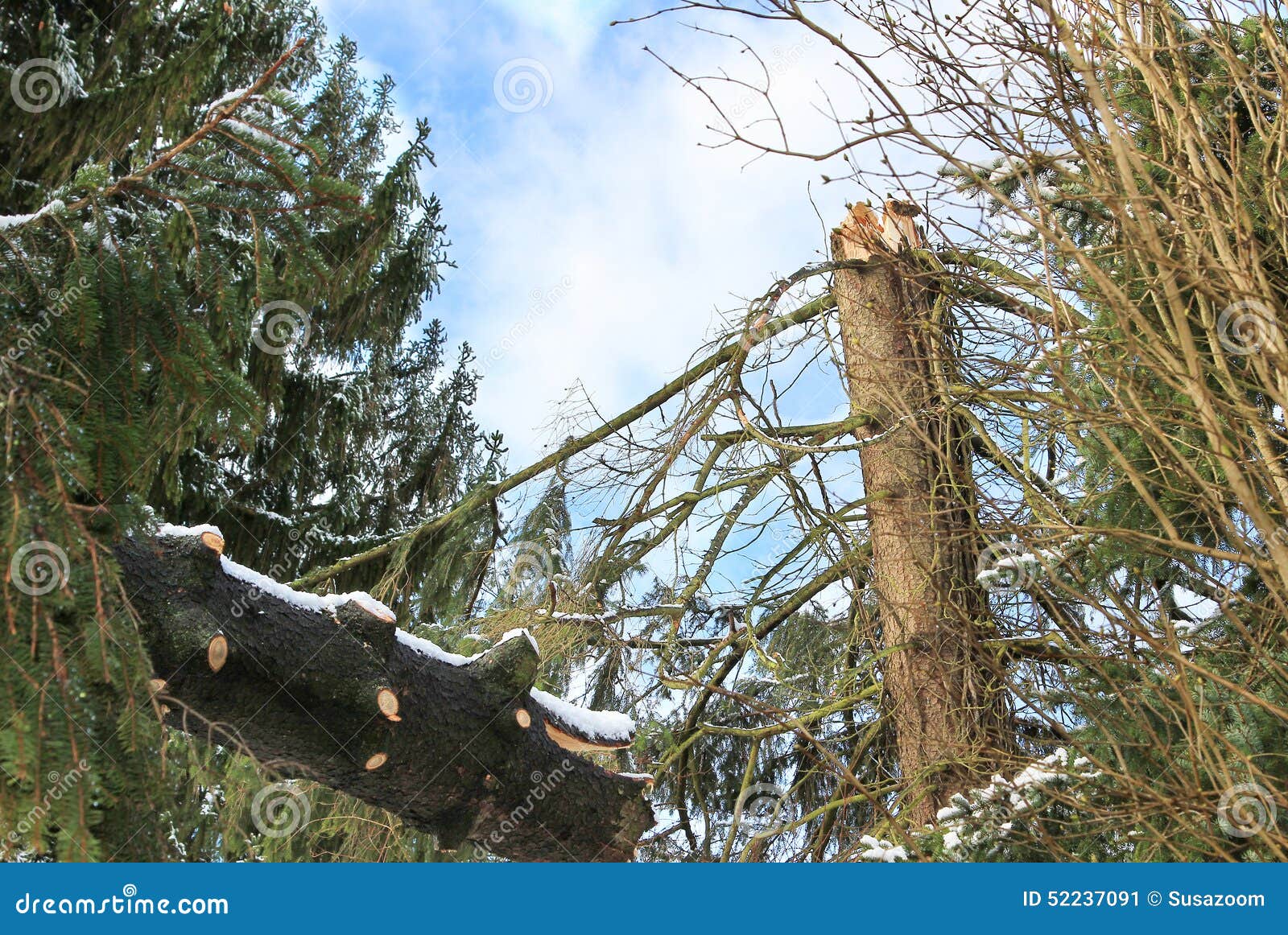 Tree with storm damage stock image. Image of harm, forest - 52237091