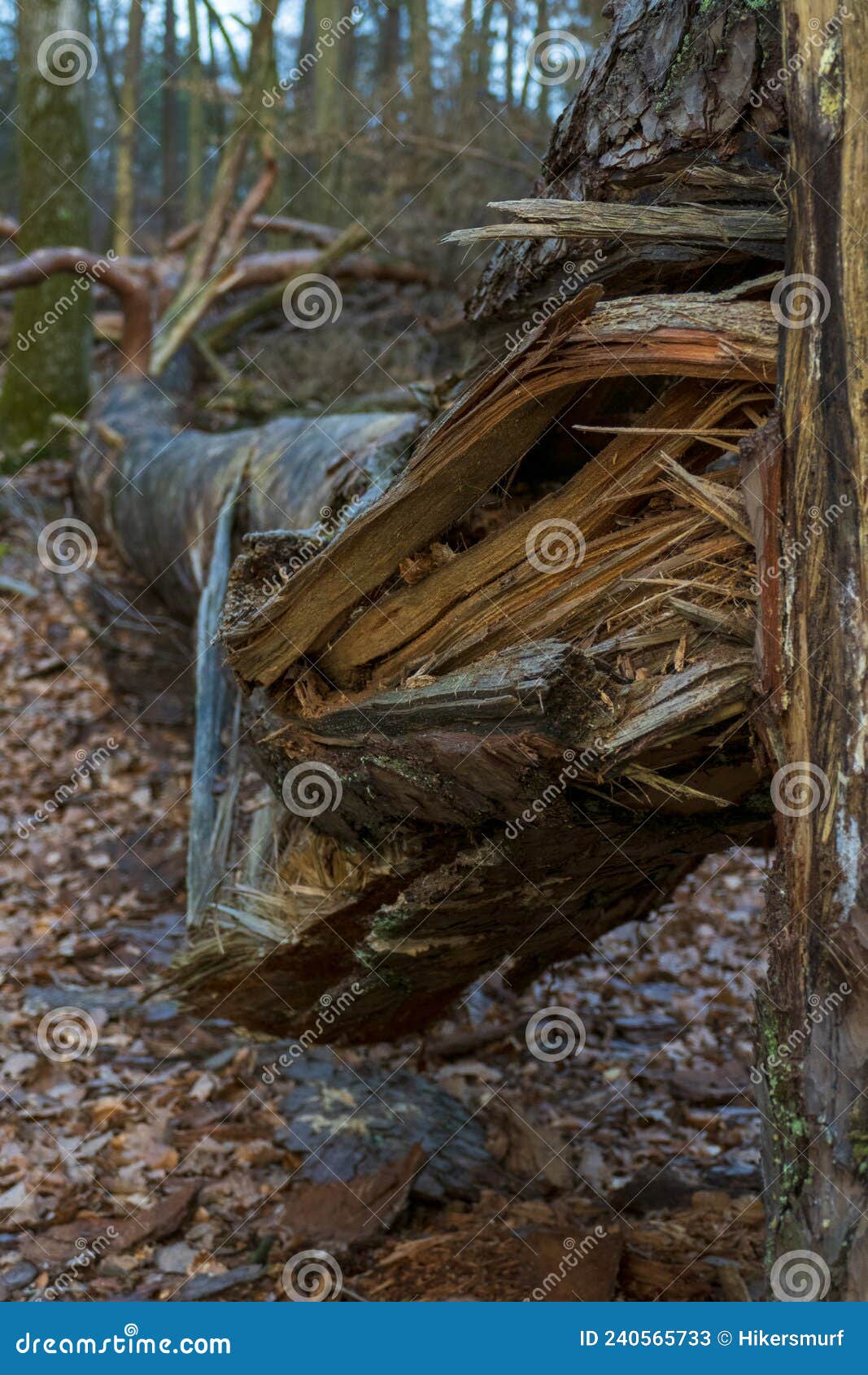 Tree after Storm Hit by Lightning and Fall Down Stock Image - Image of ...