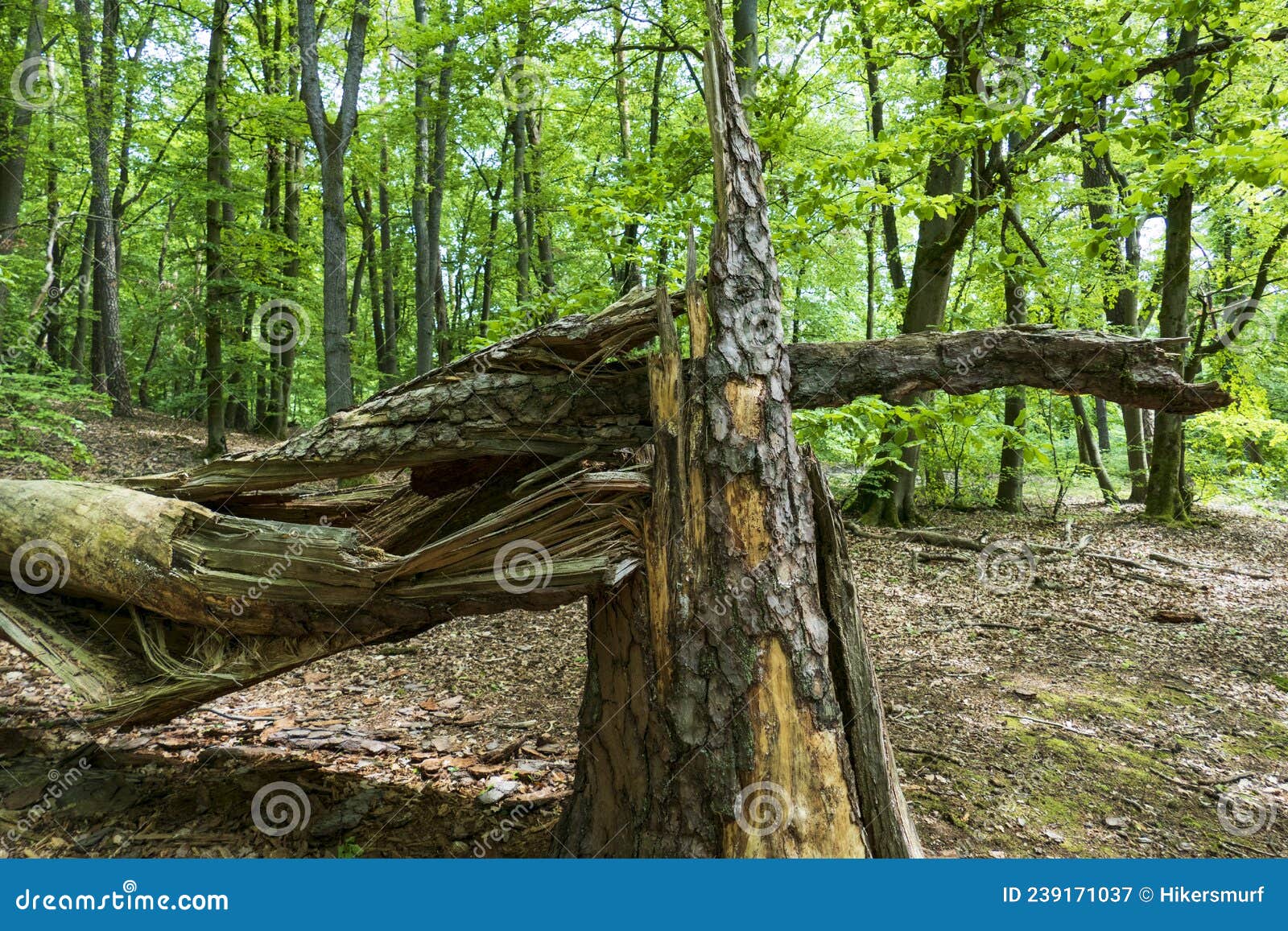Tree after Storm Hit by Lightning and Fall Down Stock Image - Image of ...