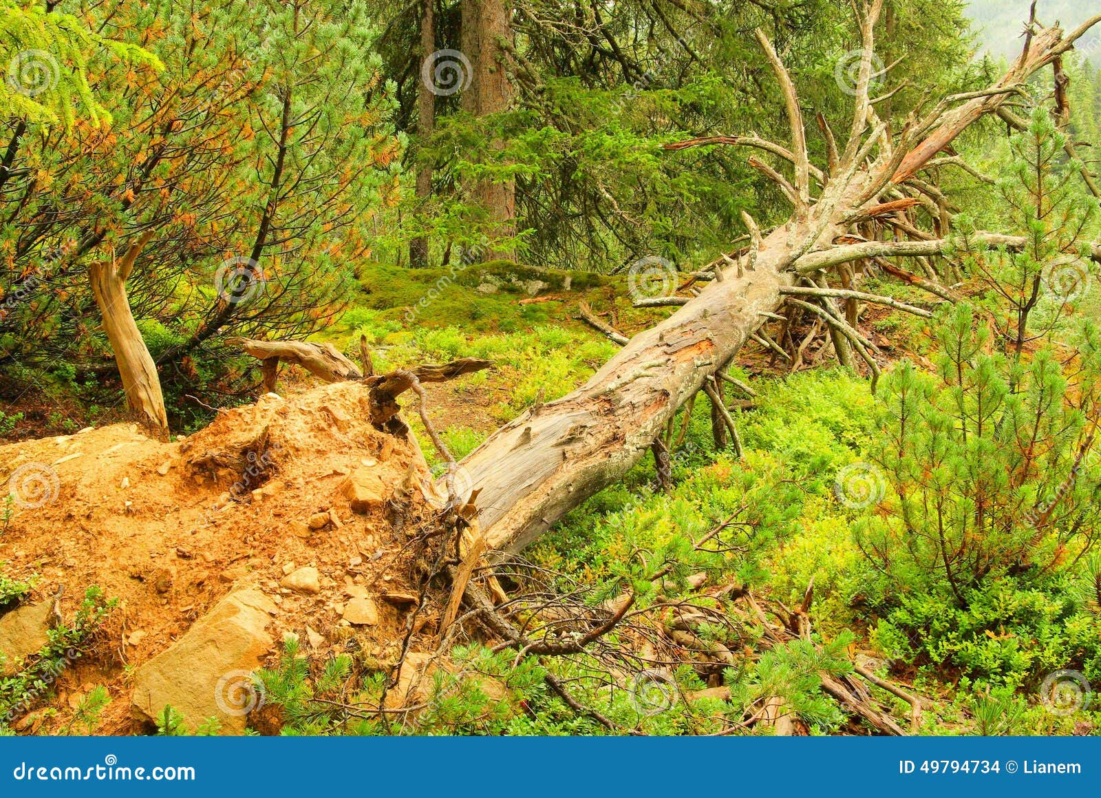 Tree after storm stock photo. Image of forest, storm - 49794734