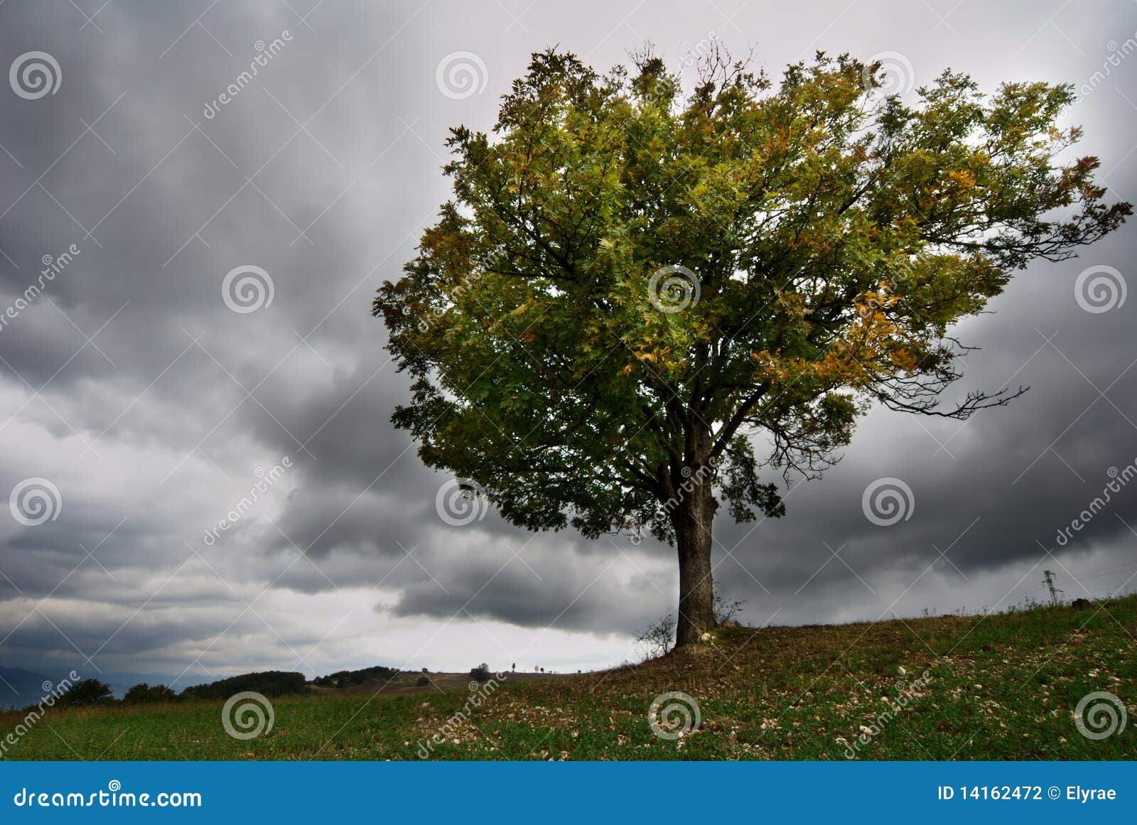Tree in stormy weather stock photo. Image of country - 14162472