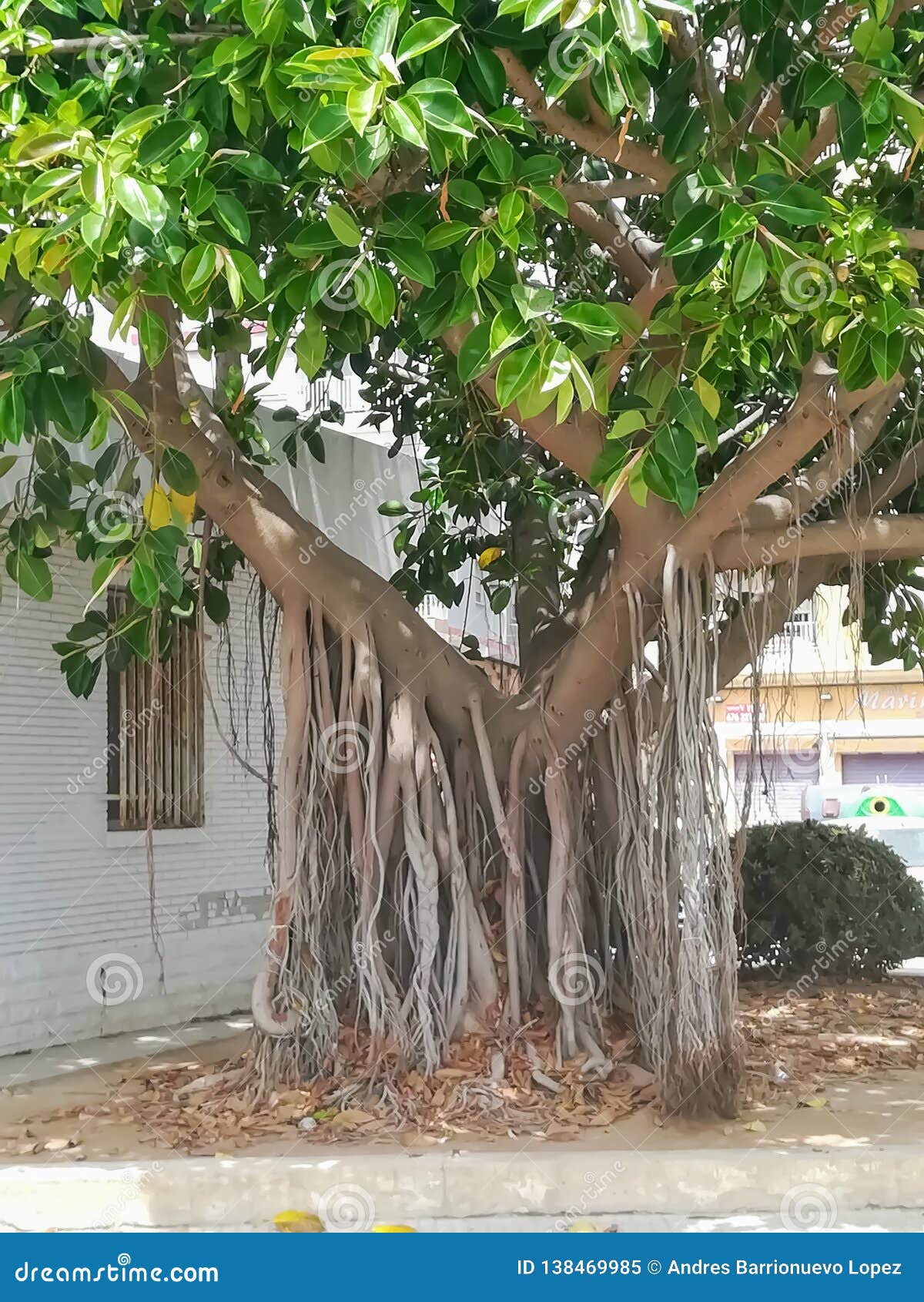 Tree with Strange Roots that Hang from Its Branches Stock Image - Image ...