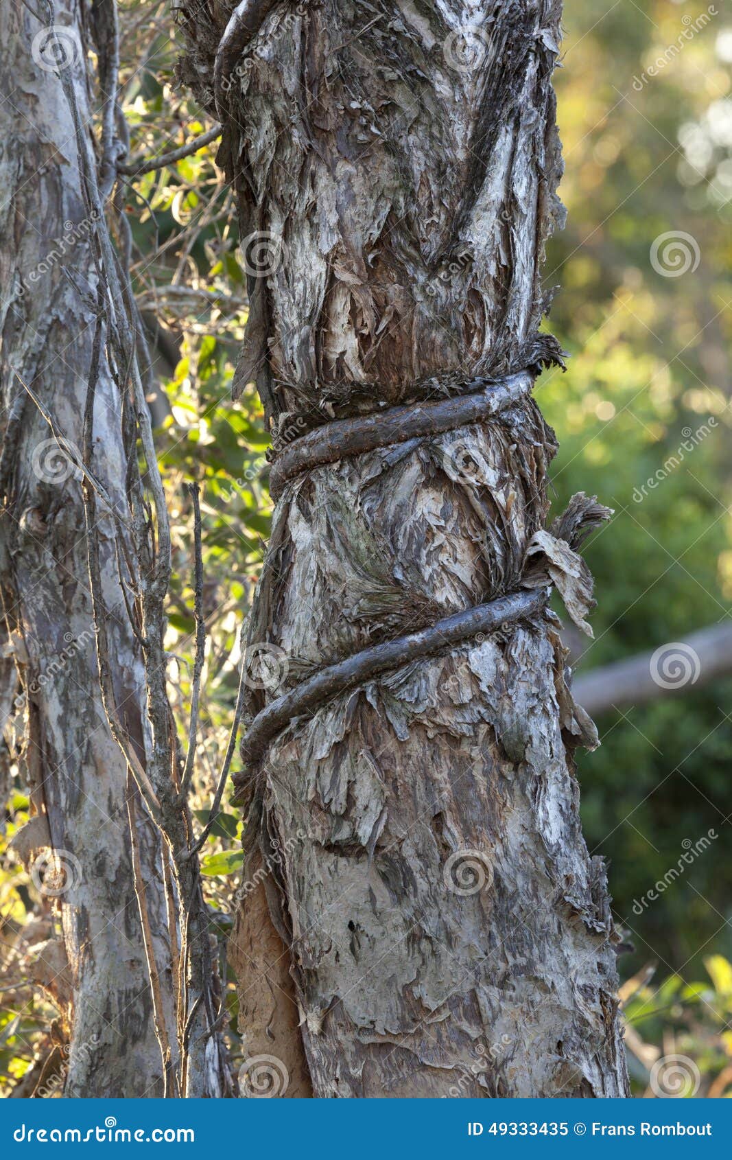 Tree strangled by roots stock image. Image of australia - 49333435