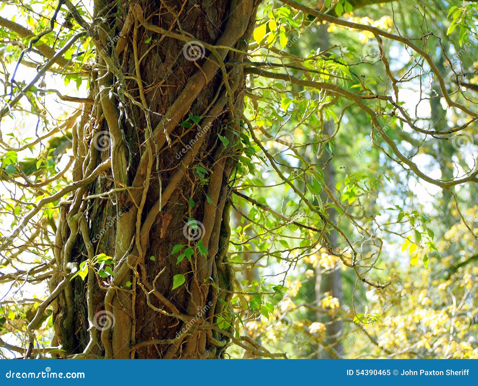 Strangled Tree Stock Photo | CartoonDealer.com #51994944