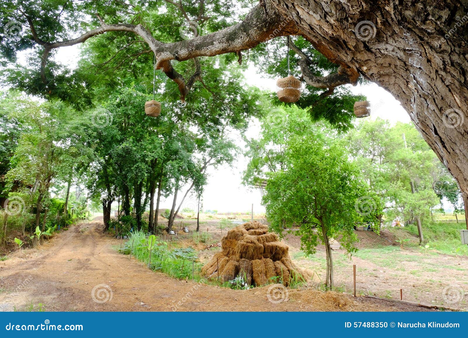 Tree and straw stock photo. Image of straw, travel, tree - 57488350