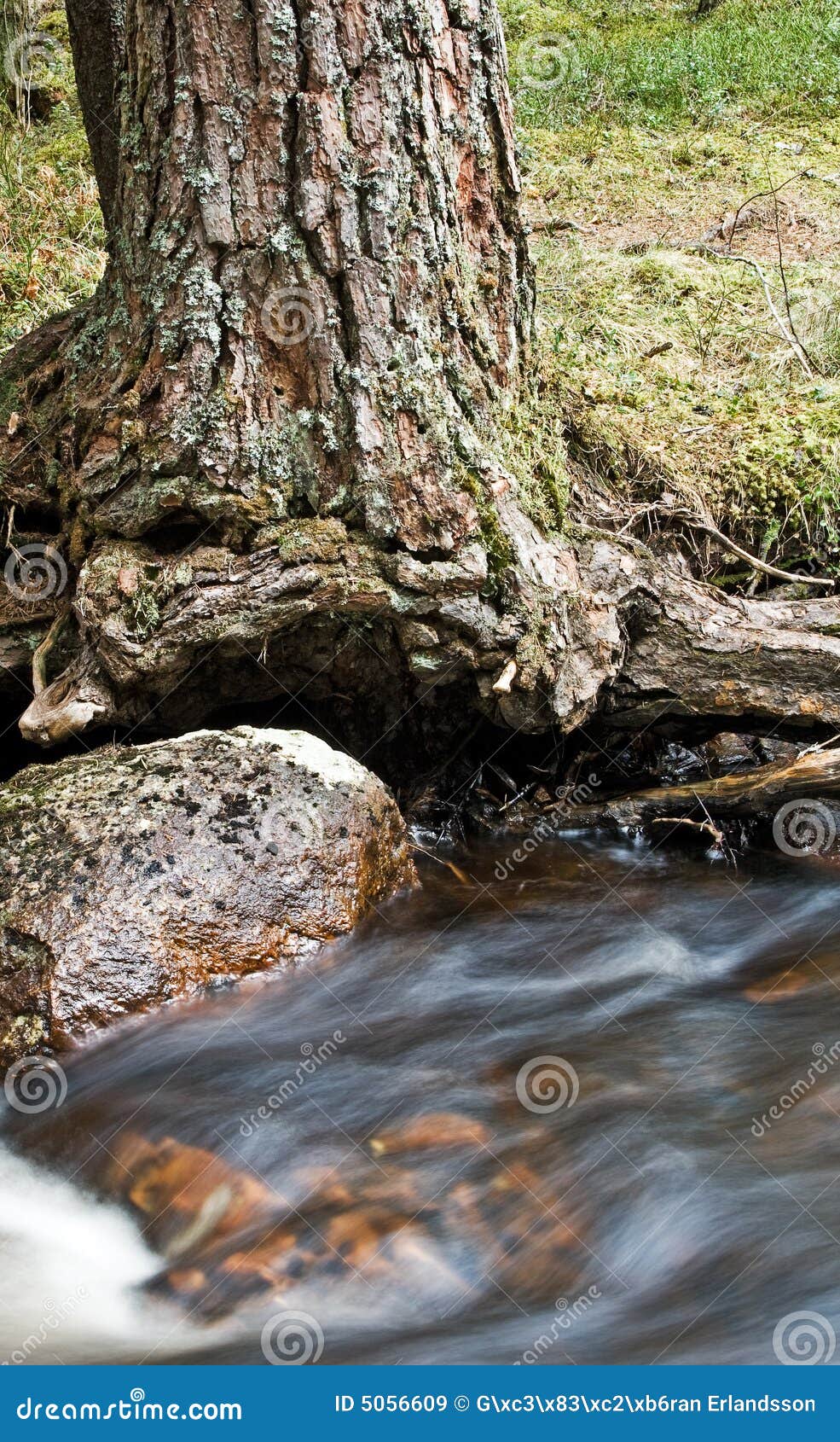 Tree beside stream stock image. Image of crick, creek - 5056609