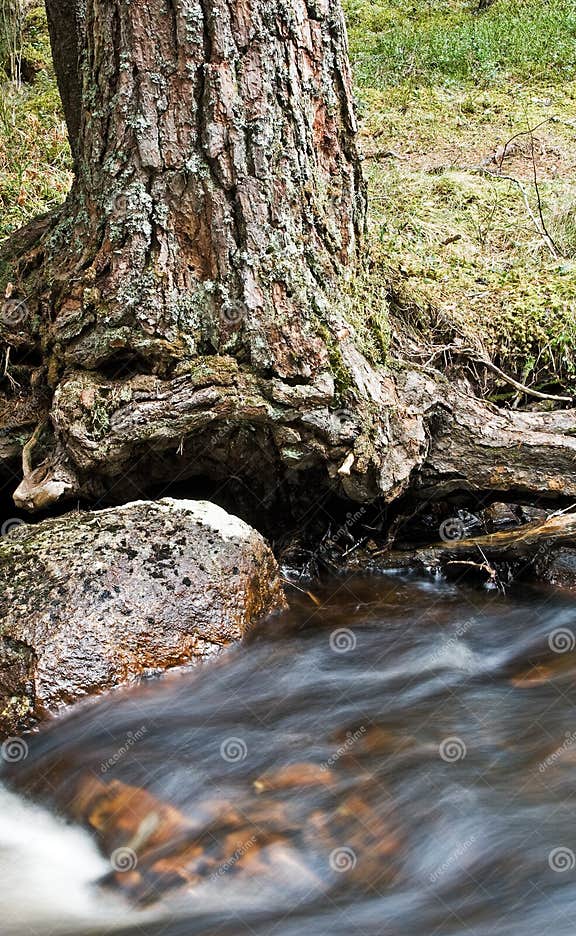 Tree beside stream stock image. Image of crick, creek - 5056609