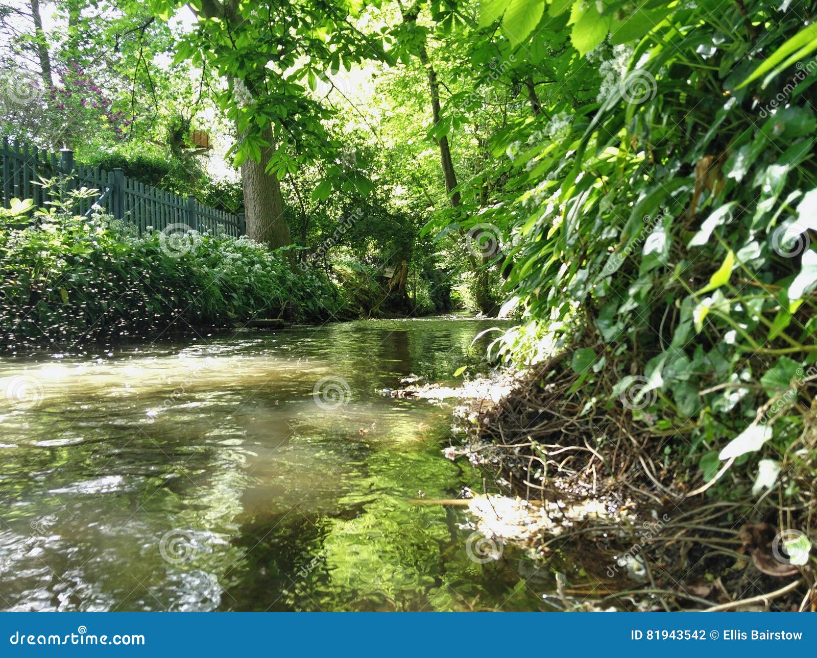 Tree and stream stock photo. Image of river, light, tributary - 81943542