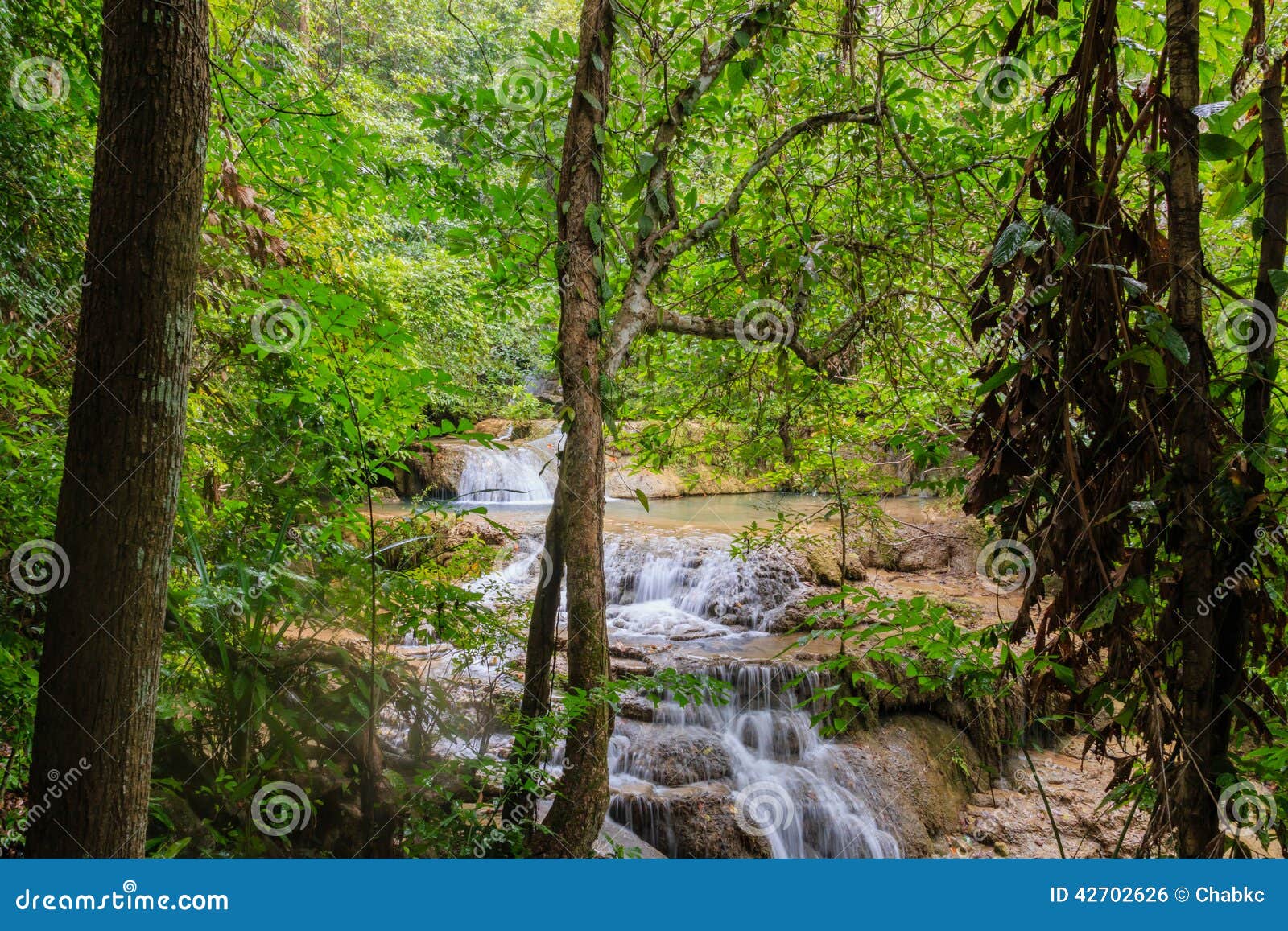 Tree with streams stock photo. Image of nature, environment - 42702626