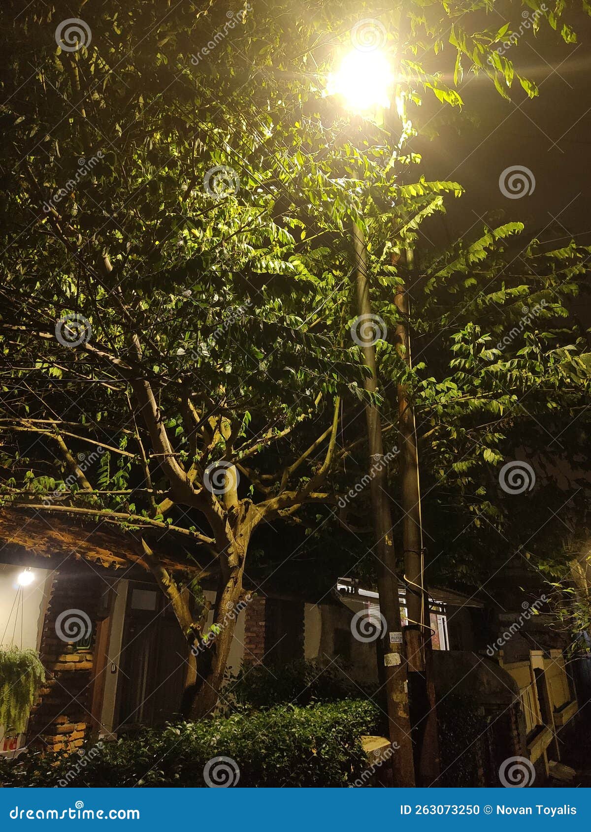 A Tree with the Street Lamp at Night. Stock Photo - Image of plant ...