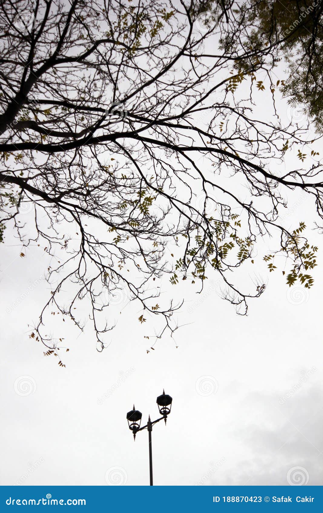 Tree and street lamp stock image. Image of city, area - 188870423