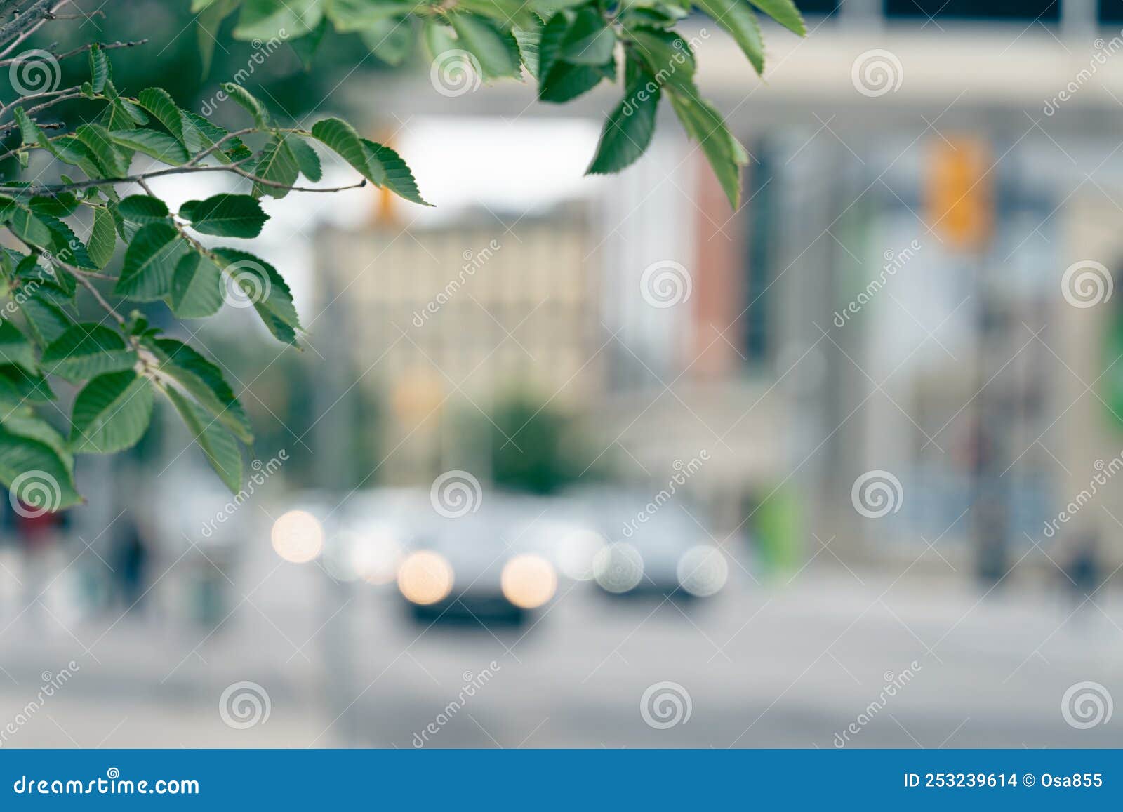 Tree on Street Sidewalk with Cars Passing by Stock Photo - Image of ...