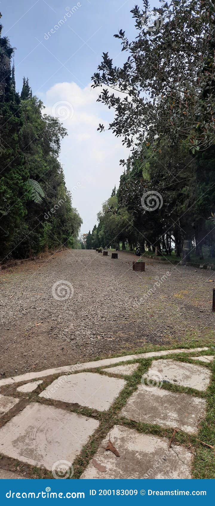 Tree street view stock image. Image of plant, cliff - 200183009