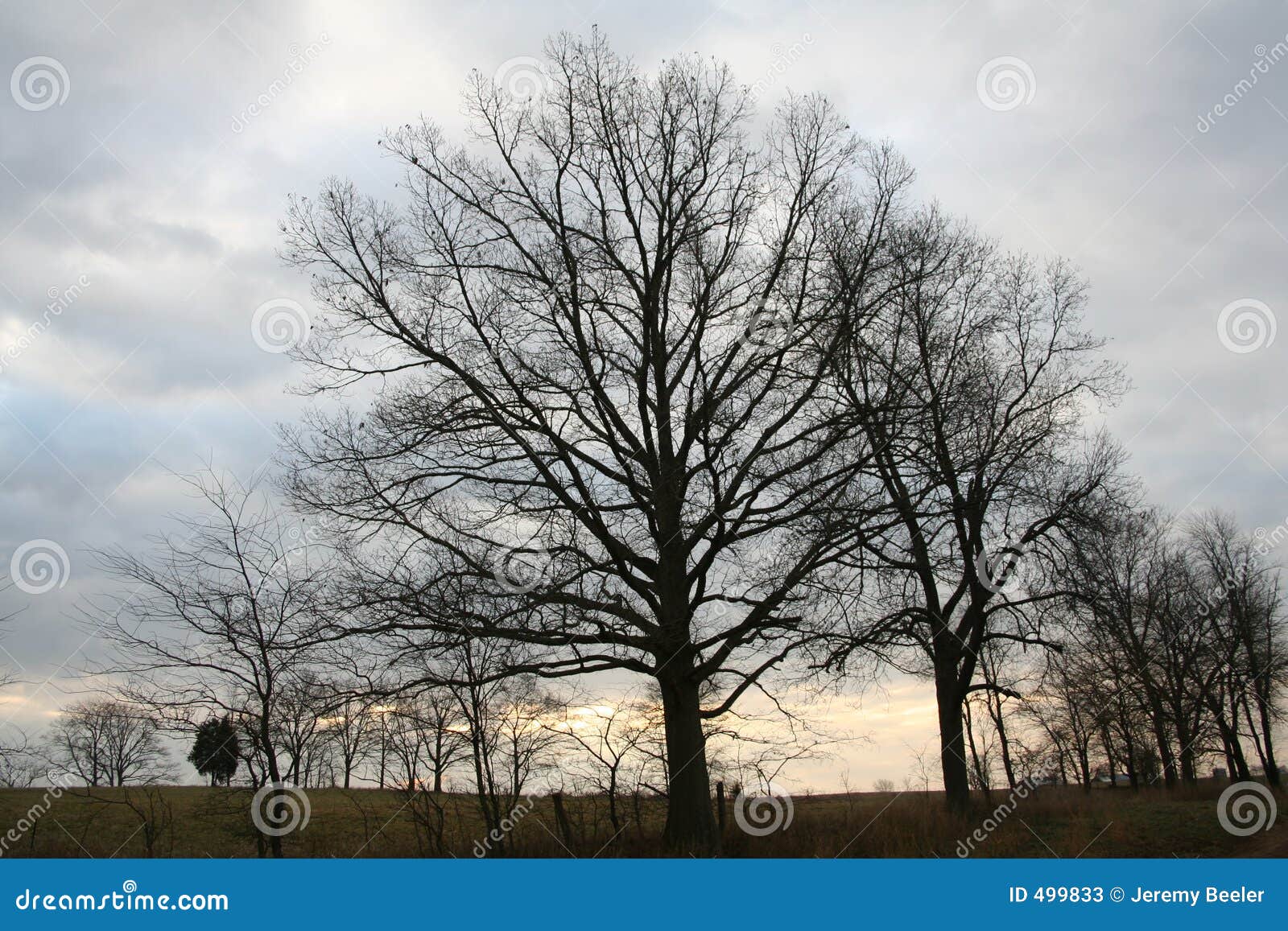 Tree Of Strength Picture. Image: 499833