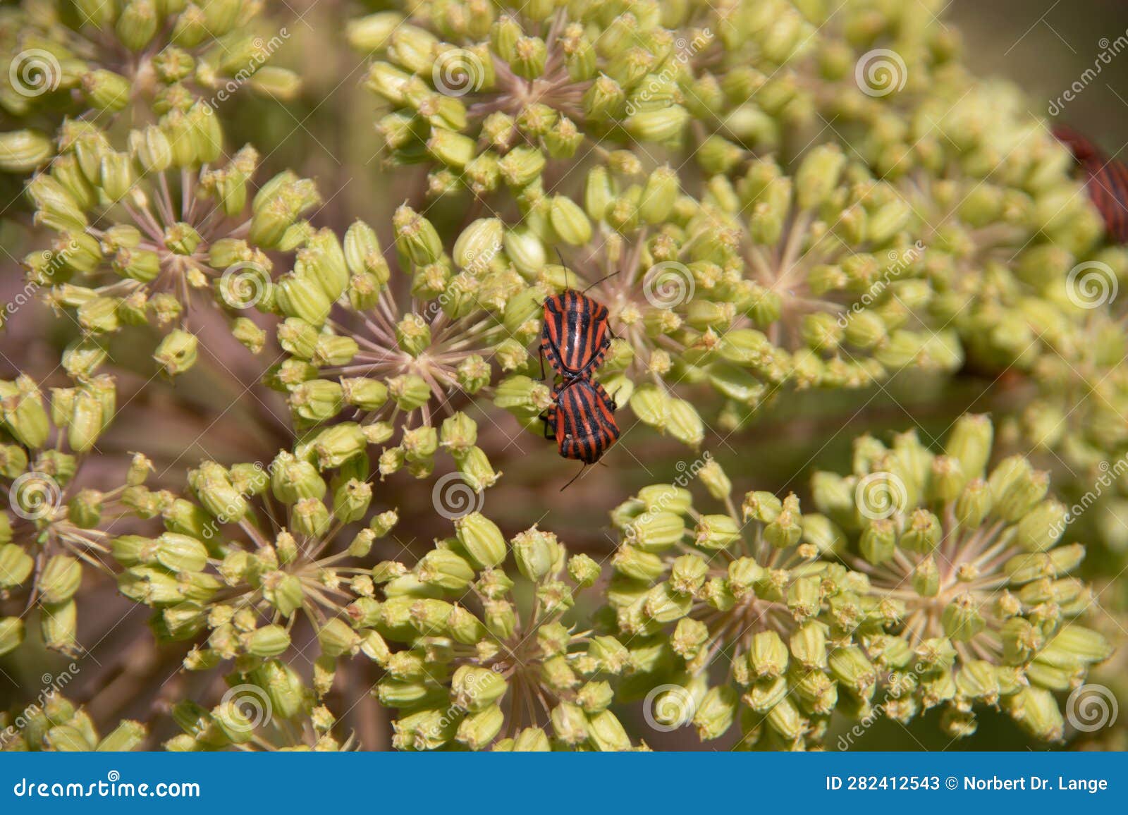 Tree and stripe bugs stock image. Image of wing, bedbugs - 282412543