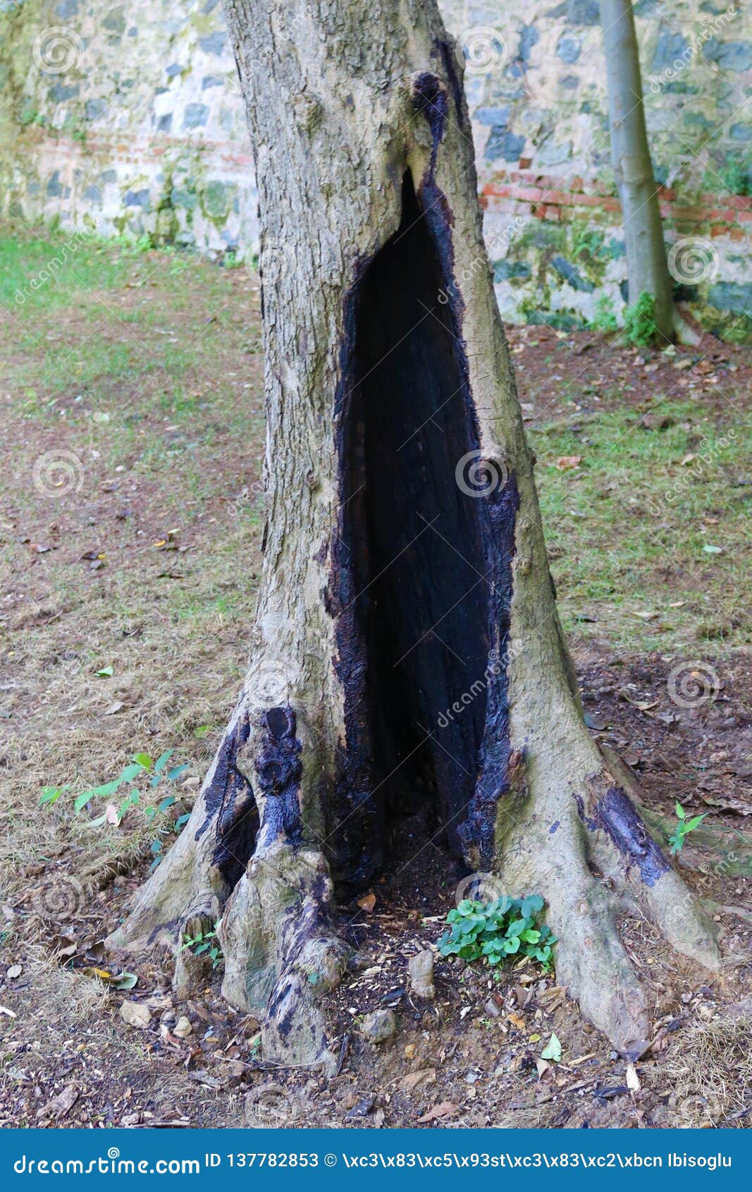Tree after a Stroke of Lightning. Stock Image - Image of damage, bark ...