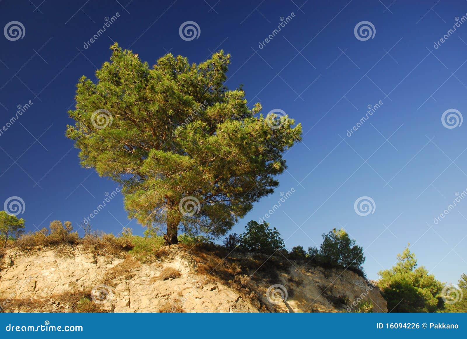 16,746 Strong Tree Sky Stock Photos - Free & Royalty-Free Stock Photos ...