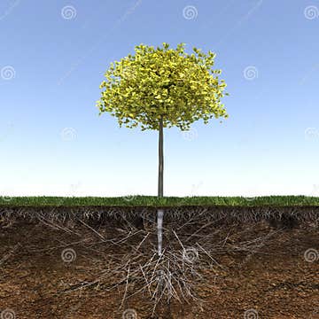 Tree with Strong and Deep Roots, 3d Render Stock Illustration ...