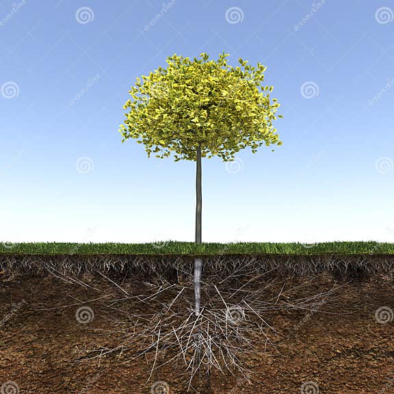 Tree with Strong and Deep Roots, 3d Render Stock Illustration ...