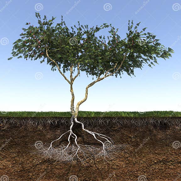 Tree with Strong and Deep Roots, 3d Render Stock Illustration ...