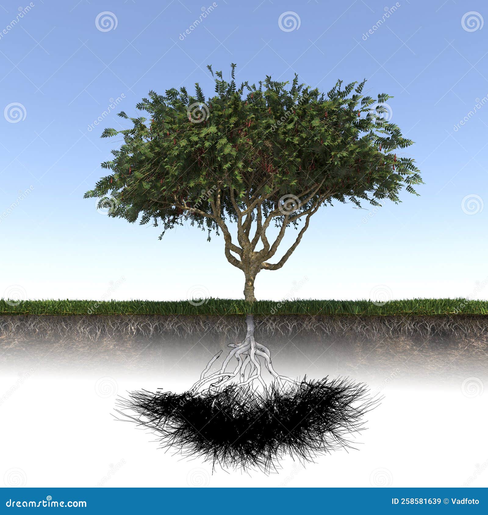 Tree with Strong and Deep Roots, 3d Render Stock Illustration ...