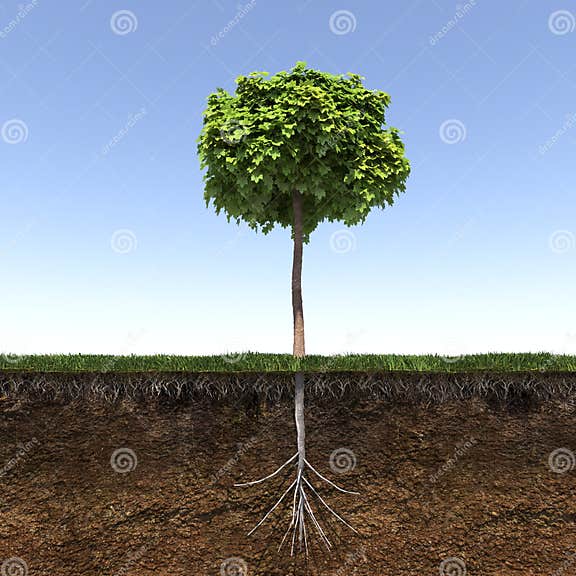 Tree with Strong and Deep Roots, 3d Render Stock Illustration ...