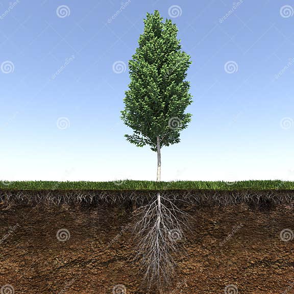Tree with Strong and Deep Roots, 3d Render Stock Illustration ...
