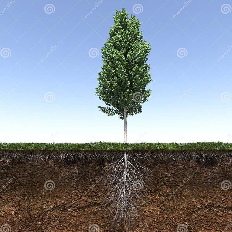 Tree with Strong and Deep Roots, 3d Render Stock Illustration ...