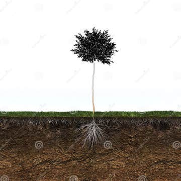 Tree with Strong and Deep Roots, 3d Render Stock Illustration ...
