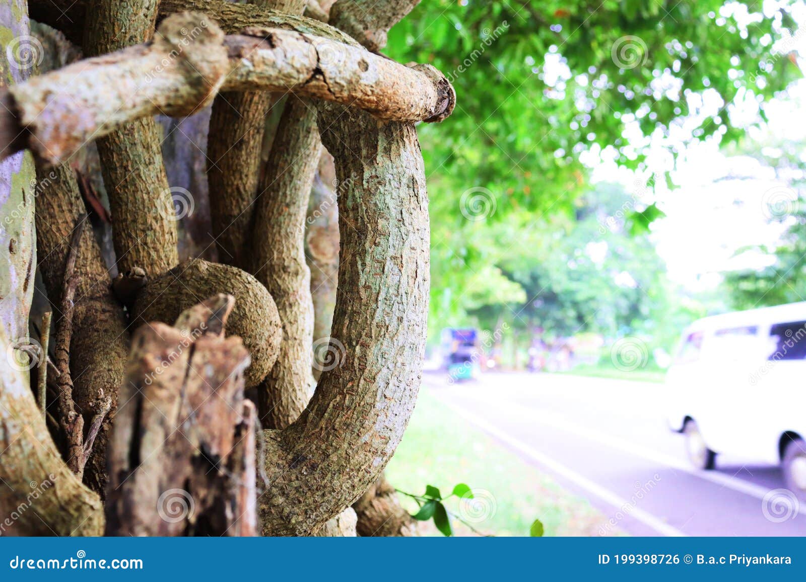 A Tree with a Strong Old Vine Near a Highway Stock Photo - Image of ...