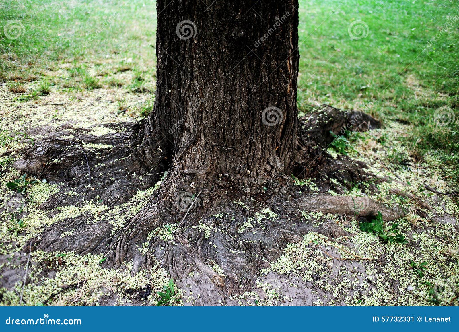 Tree with a strong root stock image. Image of large, nature - 57732331