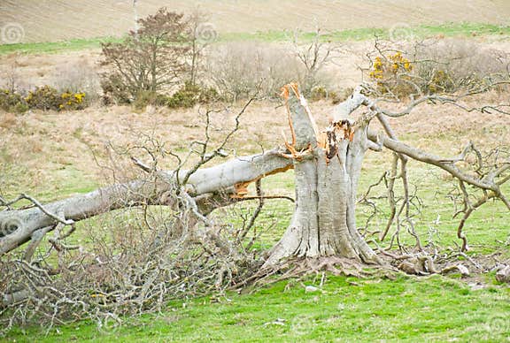 Tree struck by lightning. stock image. Image of fallen - 13912233