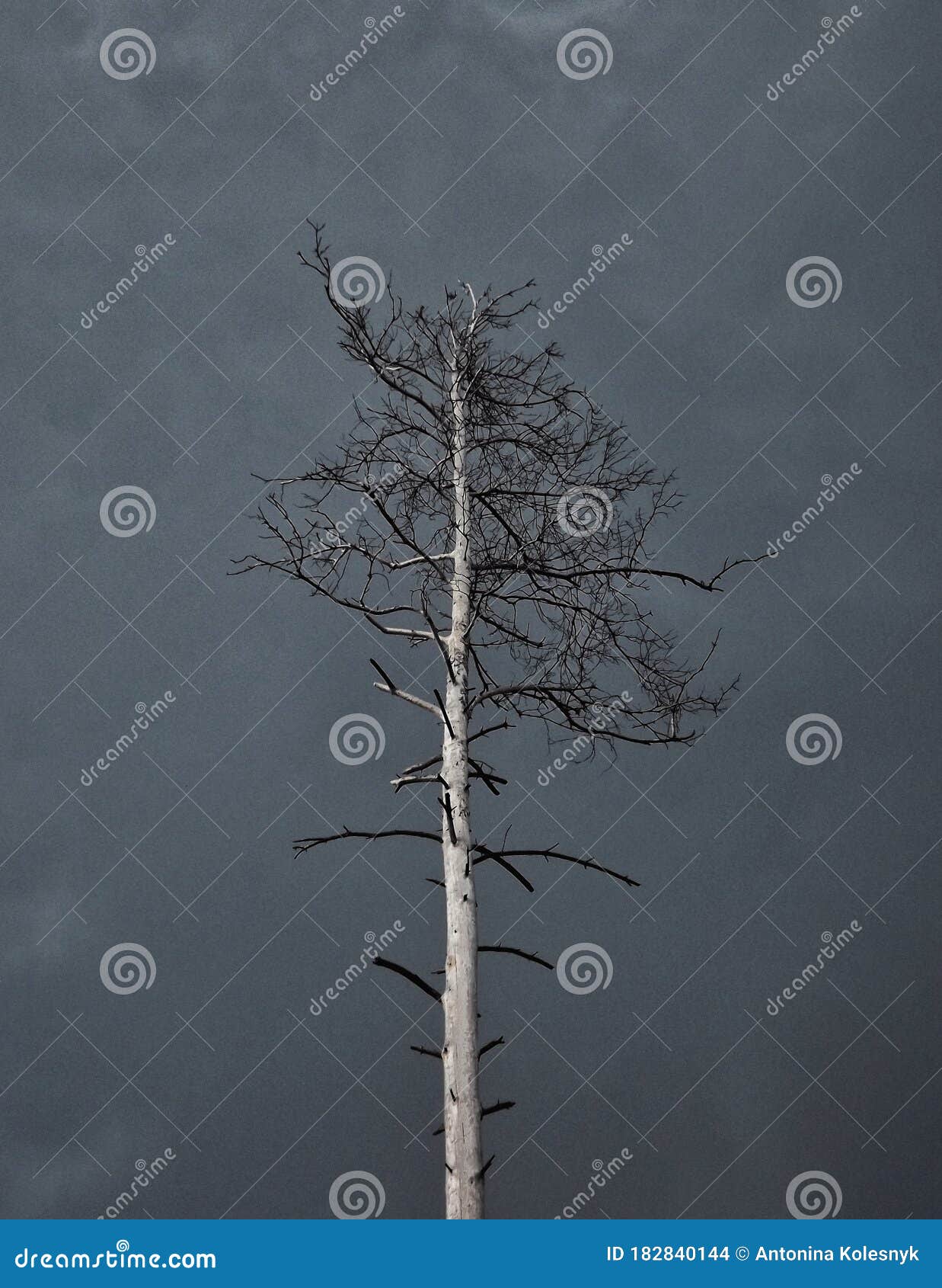 A tree struck by lightning stock photo. Image of trunk - 182840144 A tree struck by lightning stock photo. Image of trunk - 182840144