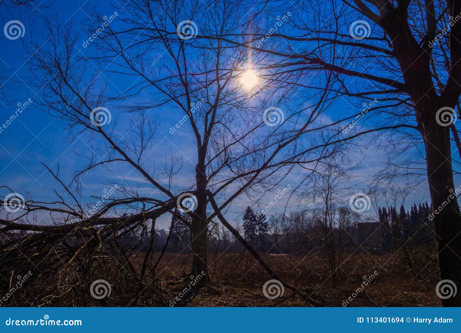 Tree Struck by Lightning in the Evening Sun Stock Photo - Image of ...