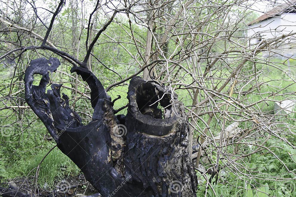 Tree struck by lightning stock photo. Image of fire, plant - 40323306