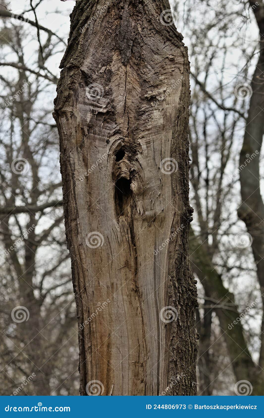 Tree struck by lightning stock image. Image of trunk - 244806973
