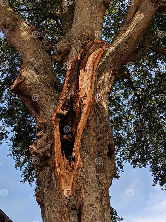 Tree struck by lightning stock image. Image of forest - 203746951