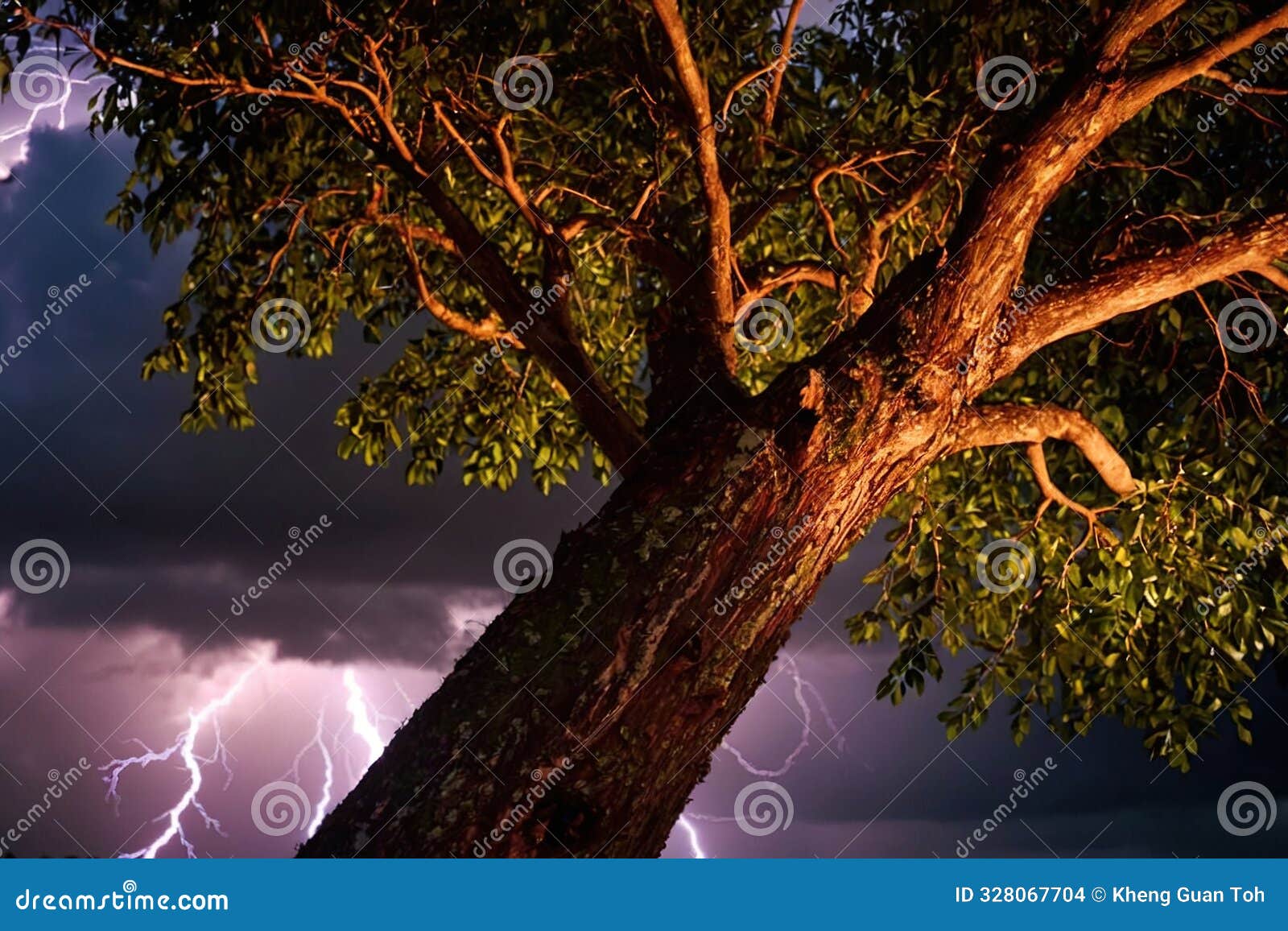 Tree Struck by Lightning in Violent Thunder Storm Stock Illustration ...