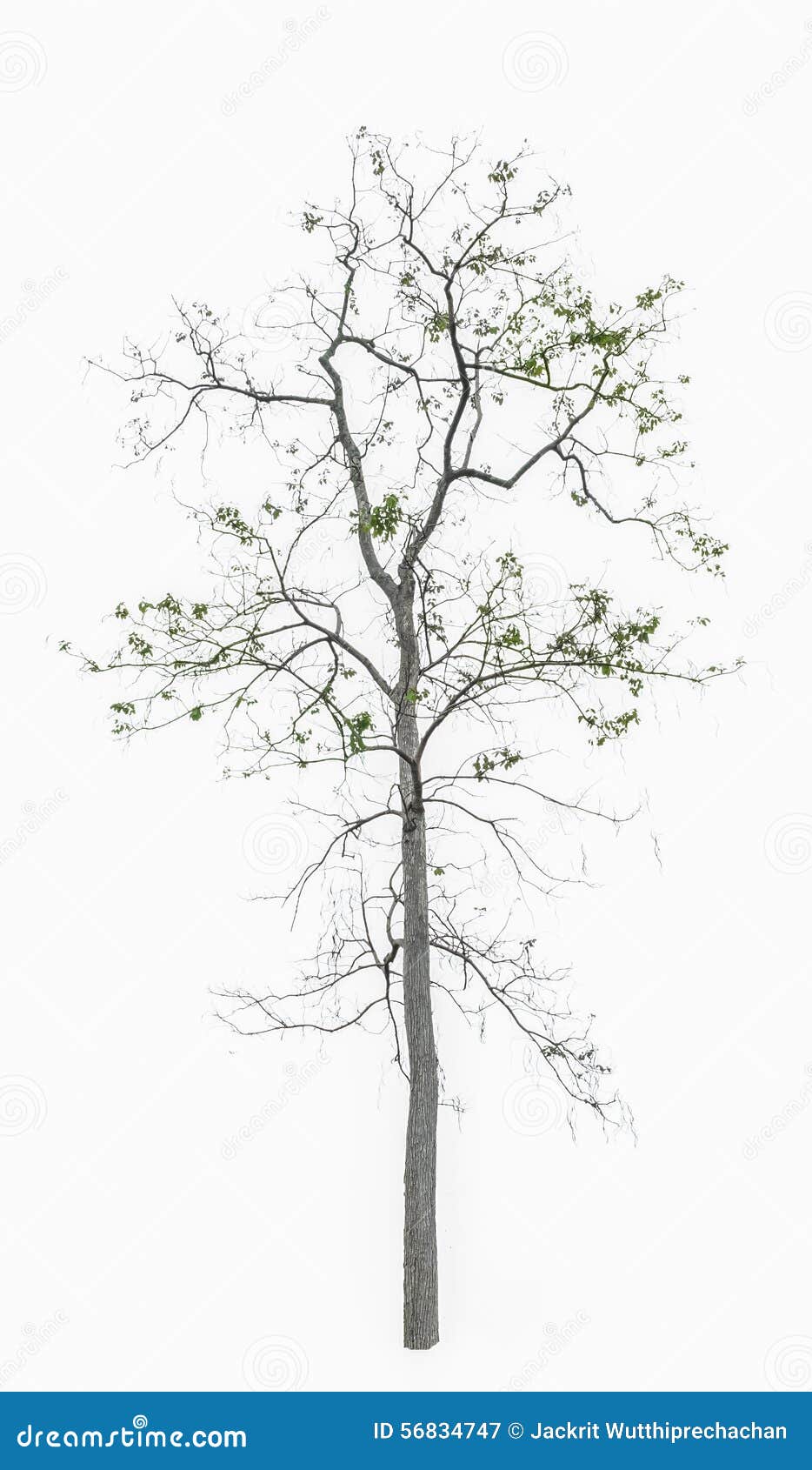 Tree Structure In The Village Jungle Stock Photo | CartoonDealer.com ...