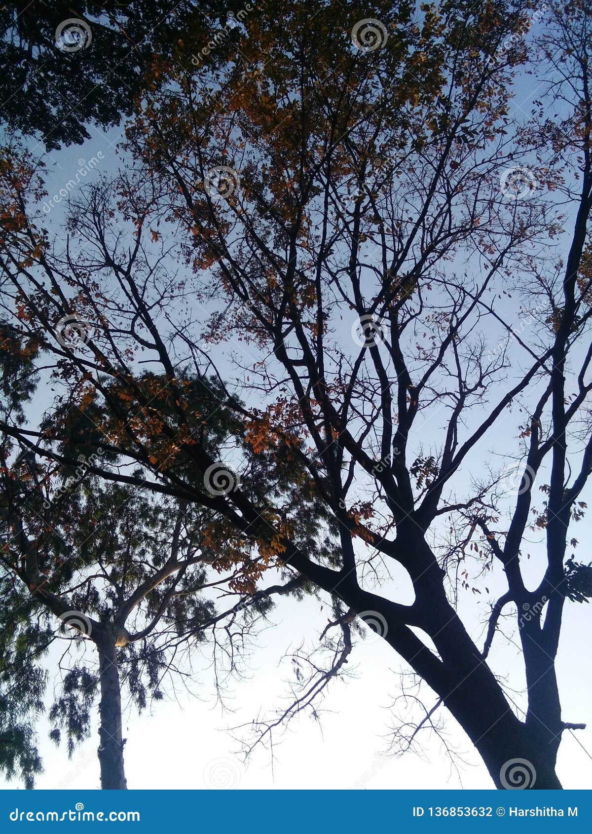 Tree stock photo. Image of beautiful, amazing, tree - 136853632