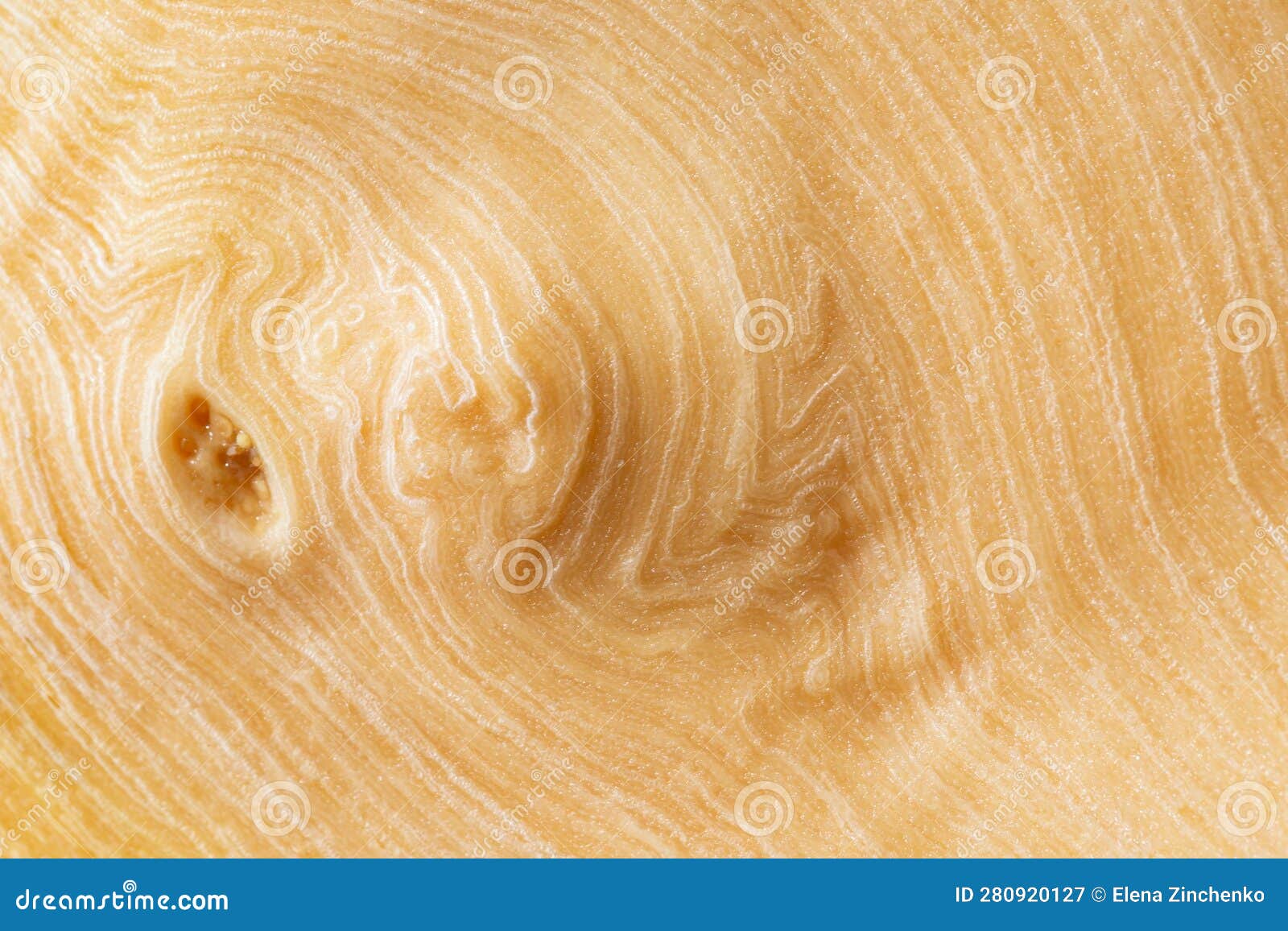 Tree Structure Under the Bark with Knots Stock Image - Image of macro ...
